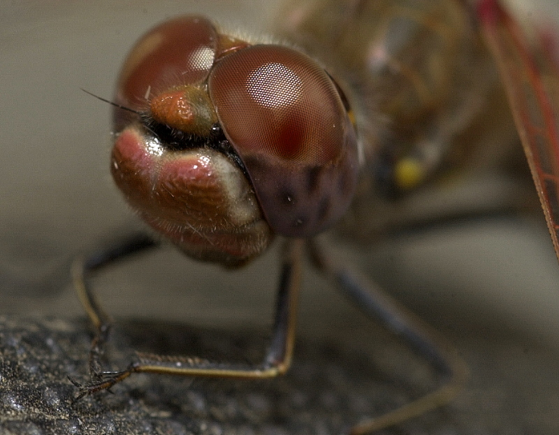 “Mr. Dragonfly” | David Louis Harter Photography
